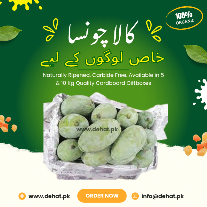 Black Chaunsa Mango چونسا (Late) – DEHAT