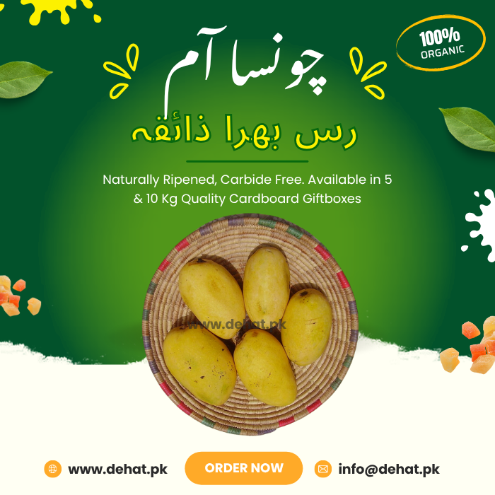 White Chaunsa Mango چونسا (Late) - DEHAT
